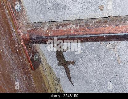 Common Four-clawed Gecko (Gehyra mutilata Stock Photo - Alamy