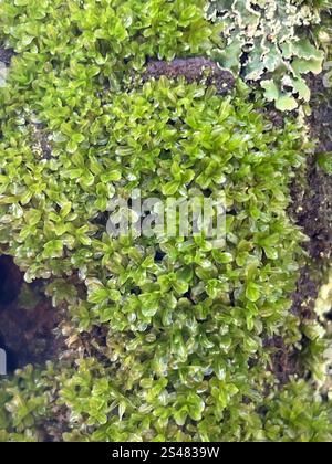Water Screw-moss (Syntrichia latifolia Stock Photo - Alamy