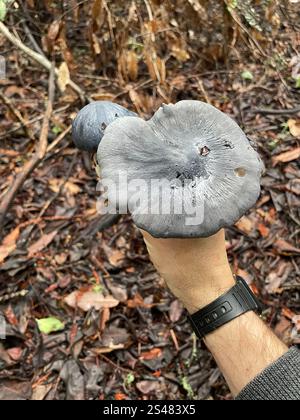 Midnight Entoloma (Entoloma medianox Stock Photo - Alamy