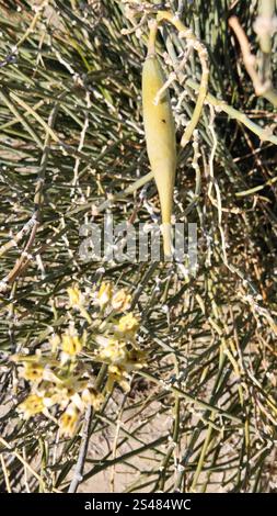 rush milkweed (Asclepias subulata Stock Photo - Alamy