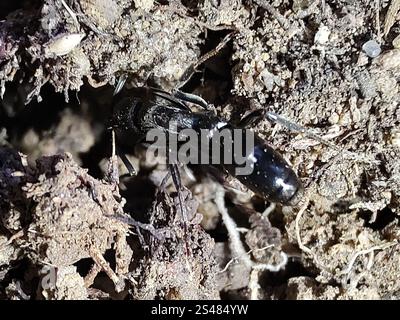 Pachycondyla Panther Ants (Pachycondyla Stock Photo - Alamy