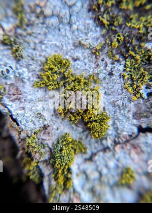 Common Gold-dust (Chrysothrix xanthina Stock Photo - Alamy