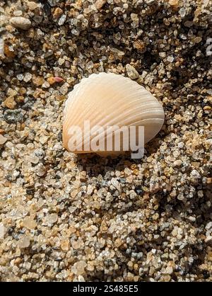Chemnitz's ark clam (Anadara chemnitzii Stock Photo - Alamy