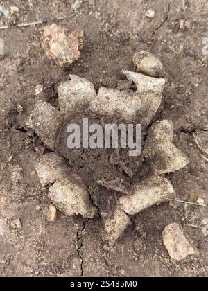 Many-rooted Earthball (Scleroderma polyrhizum Stock Photo - Alamy