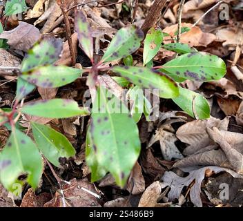 Mountain Laurel Leaf Spot (Mycosphaerella colorata), Fungi, Franklin ...