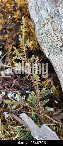 pygmy pine (Lepidothamnus laxifolius Stock Photo - Alamy