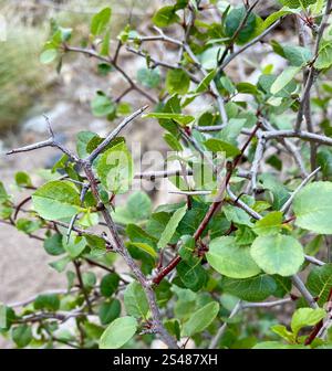 Desert Apricot (Prunus fremontii Stock Photo - Alamy