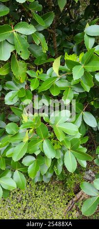 Mountain Five Finger (Pseudopanax colensoi Stock Photo - Alamy