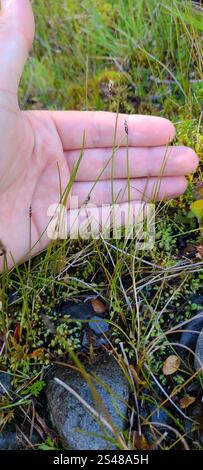 Sharp Spike Sedge (Eleocharis acuta Stock Photo - Alamy