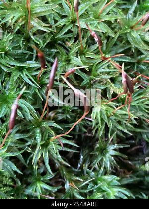 Catherine's moss (Atrichum undulatum Stock Photo - Alamy