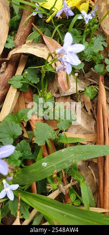 forest lobelia (Lobelia trigonocaulis Stock Photo - Alamy