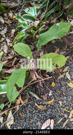 Native Tamarind (Diploglottis australis Stock Photo - Alamy