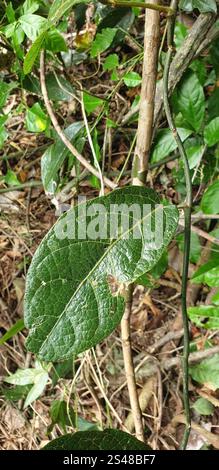 birdwing butterfly vine (Aristolochia praevenosa Stock Photo - Alamy