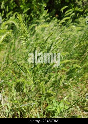 Crested Wheatgrass (Agropyron cristatum Stock Photo - Alamy