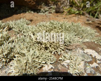 bushy lichens, sea-fog lichens, and allies (Ramalinaceae) Fungi Stock ...