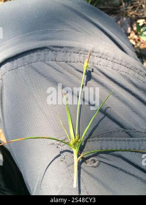 Umbel-like Sedge (Carex tonsa rugosperma), Plantae, Thunder Bay ...