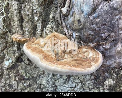 Southern Clam Shell (Fomes fasciatus), Fungi, Boyce Rd, Charlotte, NC ...