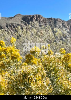 Black-banded Rabbitbrush (Ericameria paniculata Stock Photo - Alamy