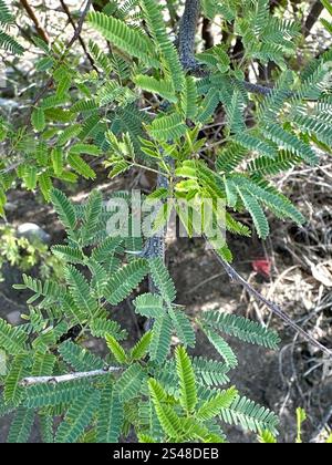 whitethorn acacia (Vachellia constricta Stock Photo - Alamy