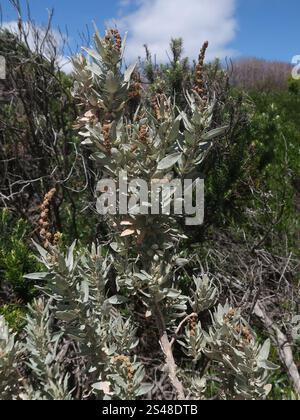 Grey Saltbush (Atriplex cinerea Stock Photo - Alamy