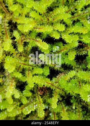 pipe-cleaner moss (Ptychomnion aciculare), Plantae, Arthur's Pass Stock ...