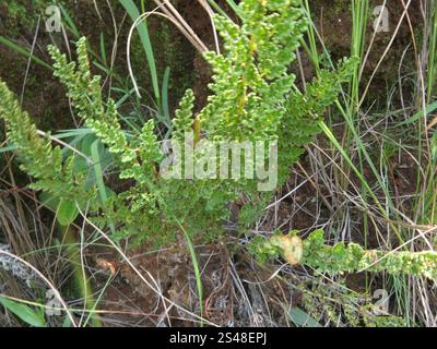 Scented Fern (Anemia afrorum Stock Photo - Alamy