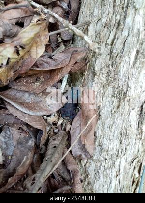 Thick-tailed scorpions (Tityus Stock Photo - Alamy