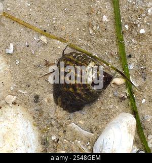 Zebra Top Snail (Austrocochlea porcata Stock Photo - Alamy