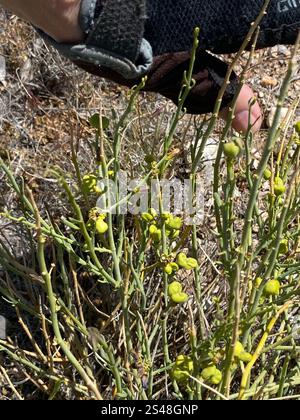 Turpentine Broom (Thamnosma montana Stock Photo - Alamy