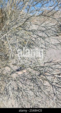 Smoke Tree (Psorothamnus spinosus Stock Photo - Alamy