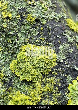 Candleflame Lichen (Candelaria concolor Stock Photo - Alamy