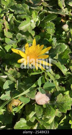 Prostrate Capeweed (Arctotheca prostrata Stock Photo - Alamy