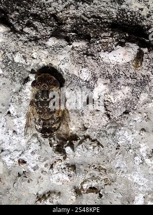 Sheep Nostril Fly (Oestrus ovis Stock Photo - Alamy