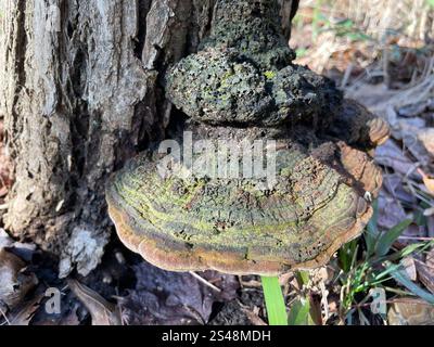 Cracked Cap Polypore (Fulvifomes robiniae) Fungi Stock Photo - Alamy