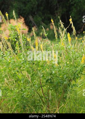 Streaked Rattlepod (Crotalaria pallida Stock Photo - Alamy