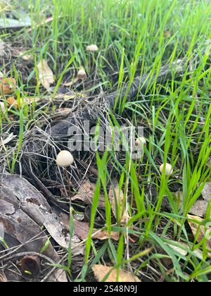 red edge brittlestem (Psathyrella corrugis Stock Photo - Alamy