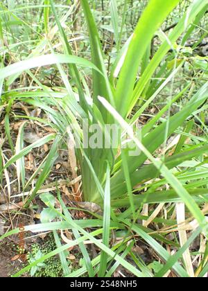 Small Fortnight Lily (Dietes iridioides Stock Photo - Alamy
