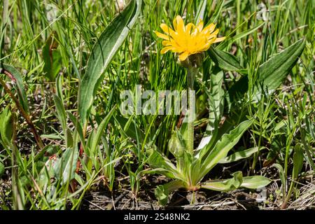 Black Hairy False-dandelion (Microseris nigrescens Stock Photo - Alamy