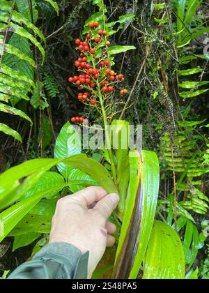 palmita (Xiphidium caeruleum Stock Photo - Alamy