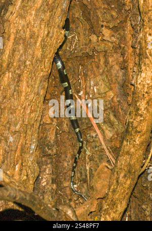 Black-banded Cat-eyed Snake (Leptodeira nigrofasciata Stock Photo - Alamy