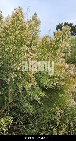 Desert Broom (Baccharis sarothroides Stock Photo - Alamy
