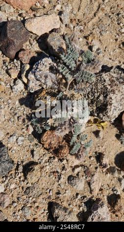 soft prairie clover (Dalea mollissima) Plantae Stock Photo - Alamy