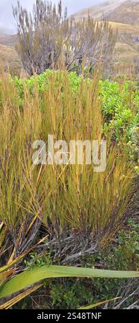 Inaka (Dracophyllum longifolium Stock Photo - Alamy