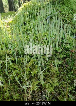 Antlered Powderhorn (Cladonia subulata Stock Photo - Alamy