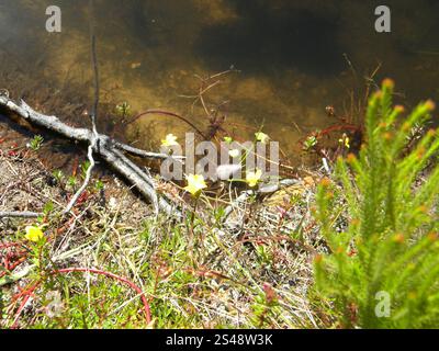 Yellow Oneye (Monopsis lutea Stock Photo - Alamy