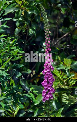 flora and fauna in southern Chile, near Puerto Varas and Frutillar ...