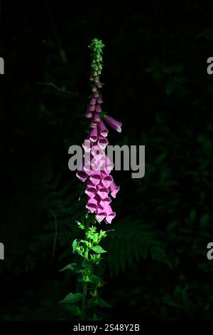 flora and fauna in southern Chile, near Puerto Varas and Frutillar ...