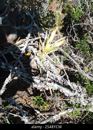 Starfish lily (Ferraria Stock Photo - Alamy