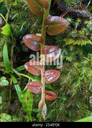 Shingle Vine (Marcgravia rectiflora Stock Photo - Alamy
