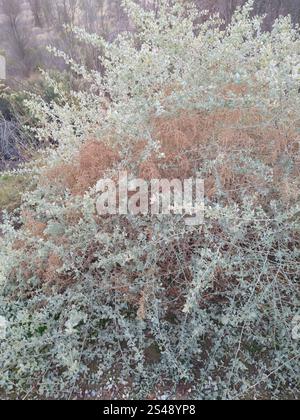 big saltbush (Atriplex lentiformis Stock Photo - Alamy